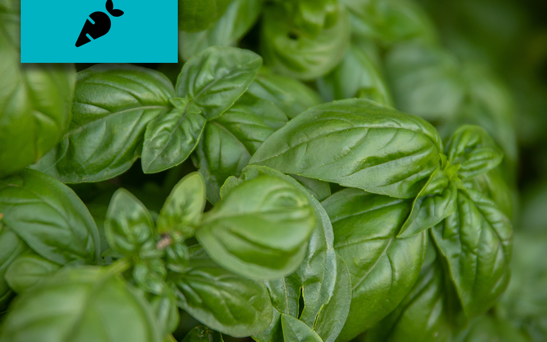 Albahaca: Que es, cómo consumirla, para qué sirve y contraindicaciones ...